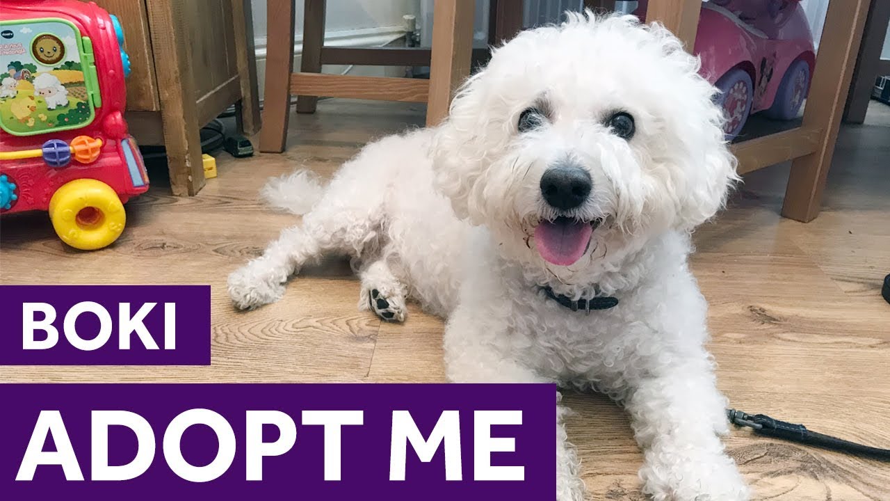 Adopt Boki | Dogs | Mayhew - YouTube
