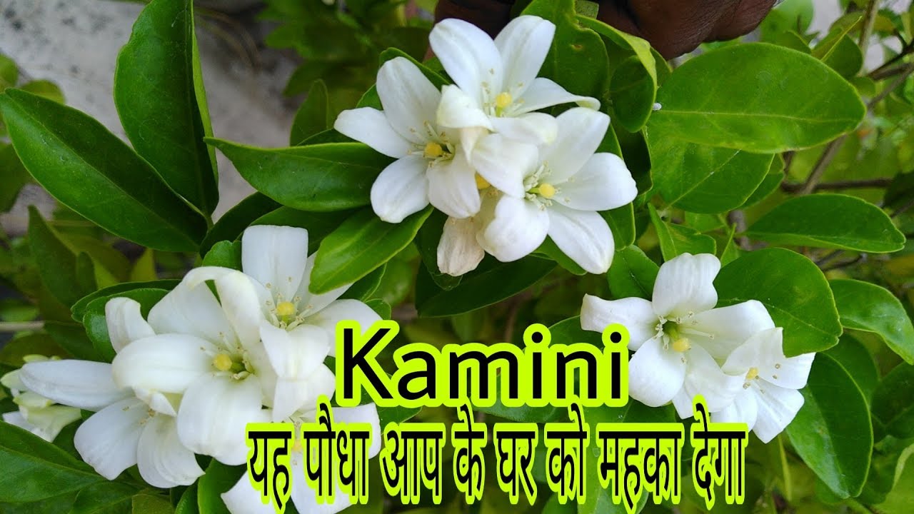 यह पौधा आप के घर को महका देगा, Kamini best fragrant plant of Summer, By ...