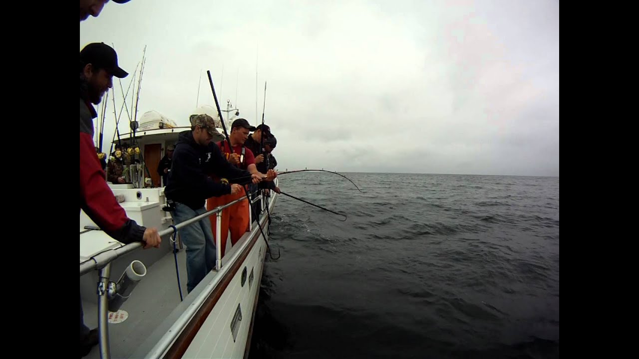 100 lb Halibut off Montague Island - Alaska - YouTube