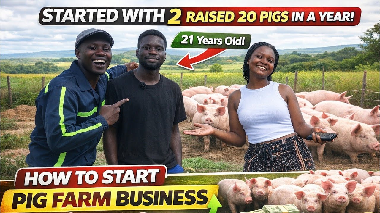 How you can start small on a Pig Farming in Zimbabwe - YouTube