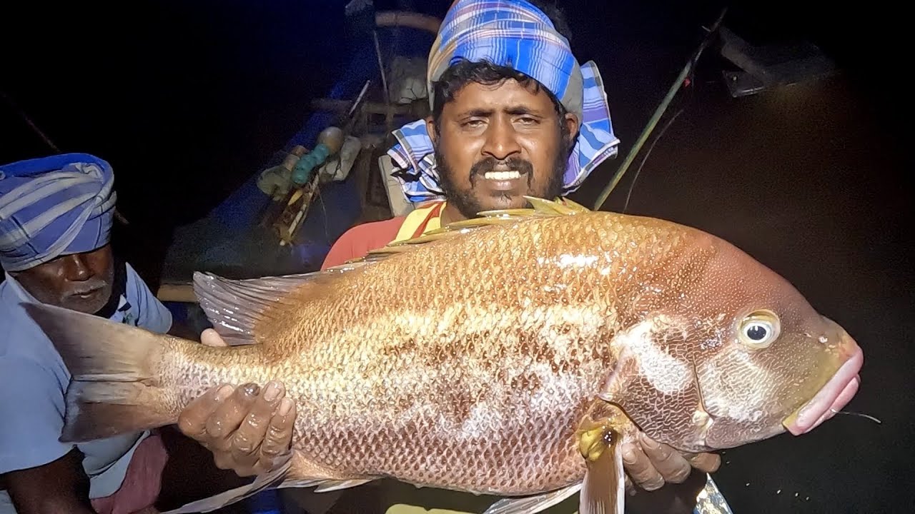 Catching Blubberlip Snapper, Mangrove Jack & Giant Trevally Fish in the ...