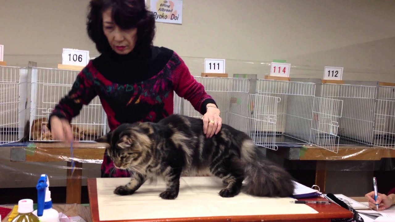 Chloe in TICA ECC Cat show Ryoko Doi's ring - YouTube