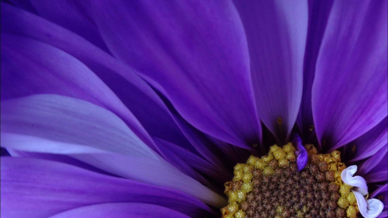 SERVICIO COPAS DE SALUD PERFECTA Y VICTORIAS S.M 30 de Agosto 2025 ...