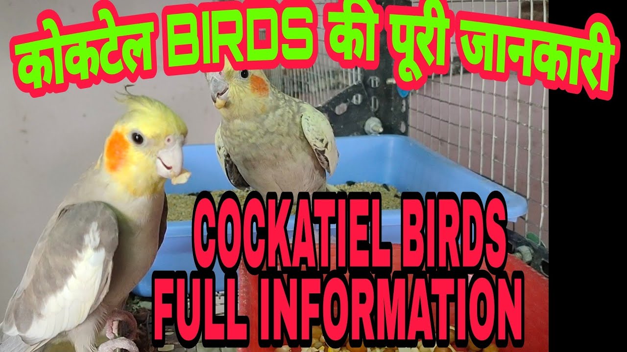Cocktail Full information | Cocktail parrot information | Cockatiel ...