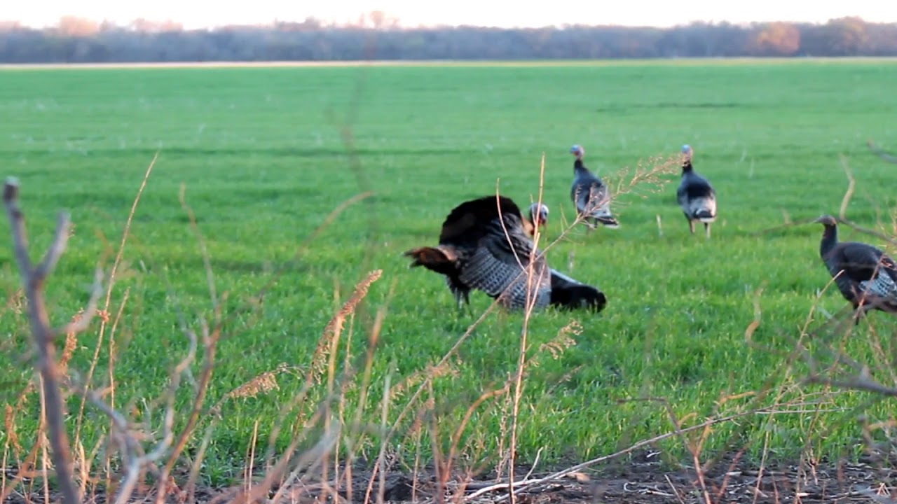 Kansas Turkey Hunt - YouTube