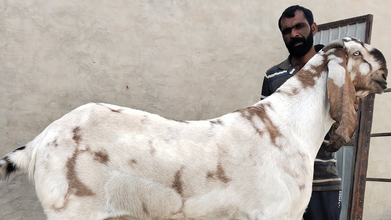 Bittal goat collection @kisanfarmindia1234 - YouTube