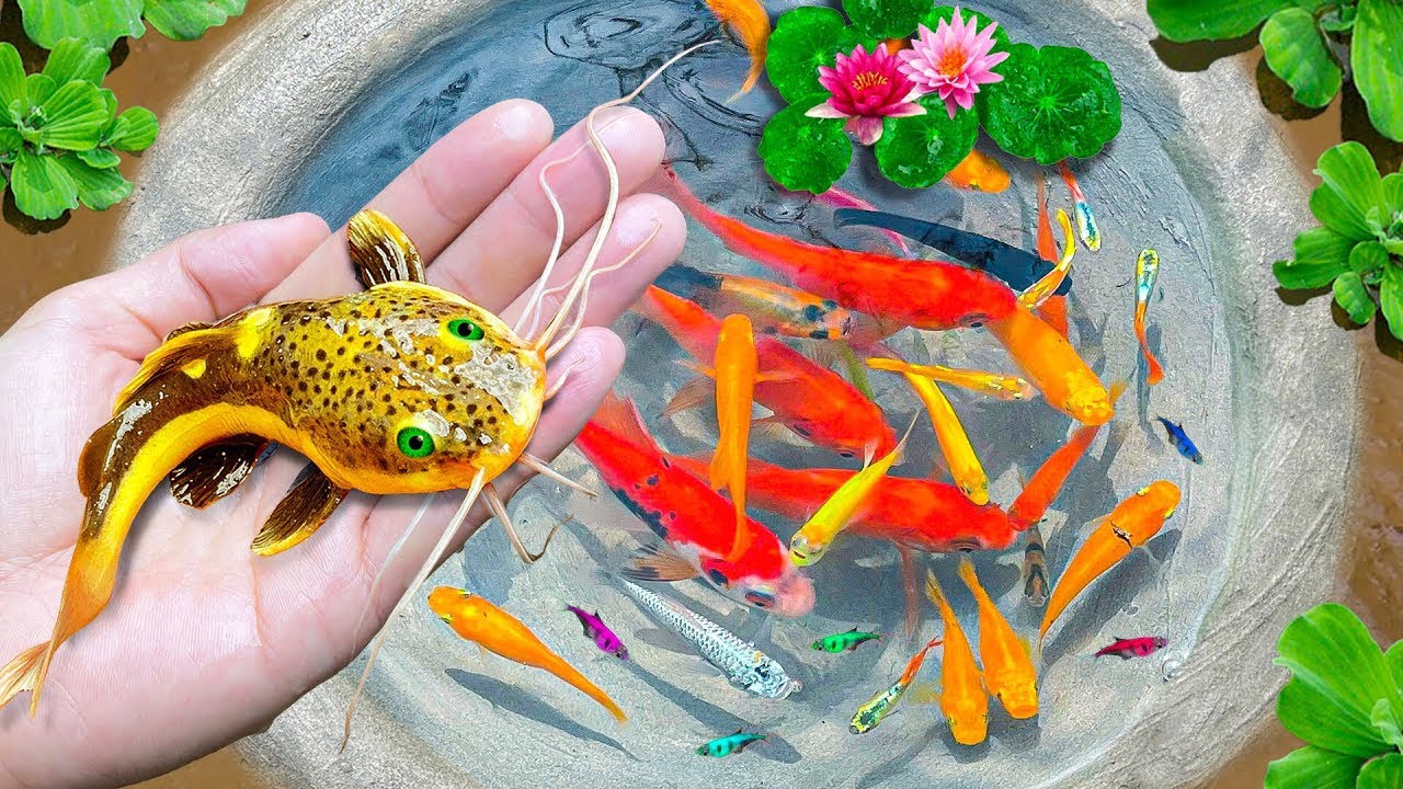 Most Amazing Catch Colorful Ornamental Fish, Butterfly Fish, Guppies ...