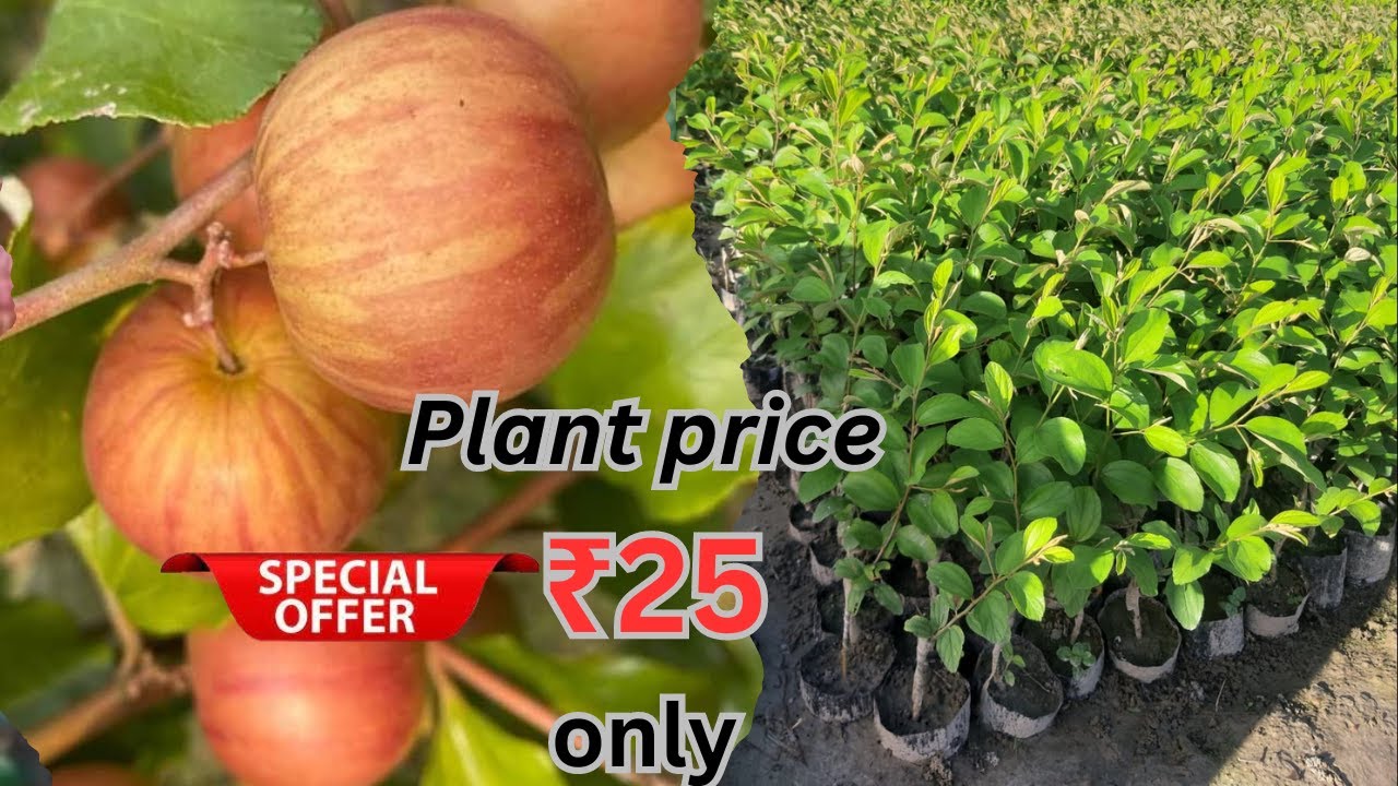 All Variety Apple Ber Plant All Details.Apple Ber Plant Buying Guide ...