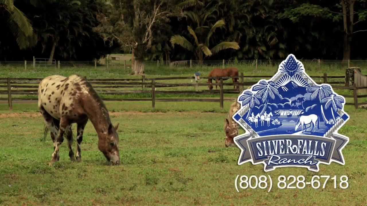 Kauai Horseback Riding Spotlight - Silver Falls Ranch - KVIC-TV ...