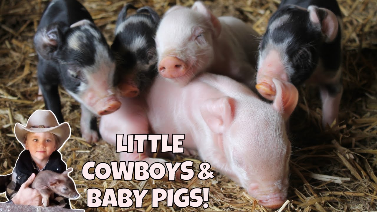 Little Cowboys meet BABY PIGS on the farm! FARM ANIMALS/POWERWHEELS ...