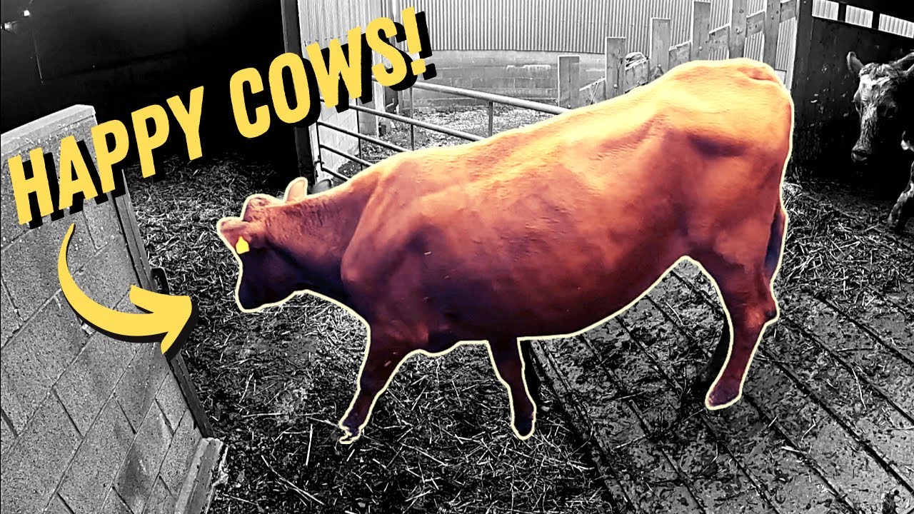 60 COWS COME HOME FOR WINTER! THEY ARE HAPPY! | Baldy’s Farm | The ...