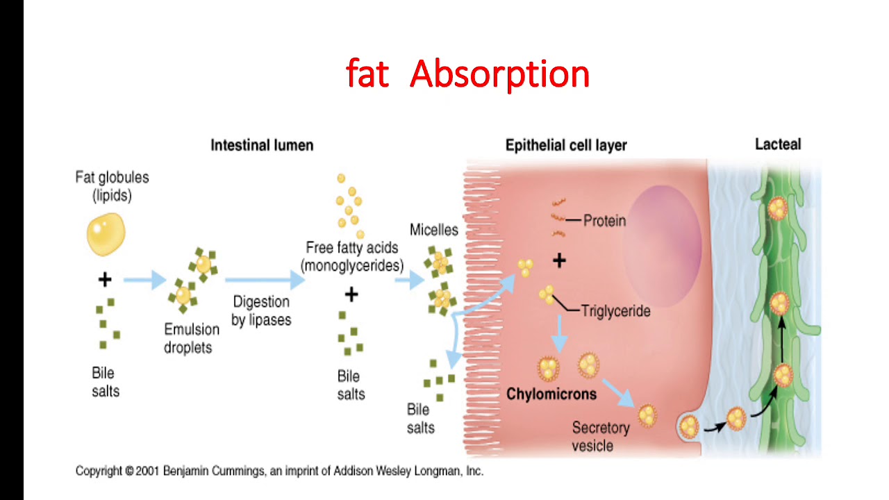 Digestive system part 4 ,,Fat absorption ,, امتصاص الدهون - YouTube