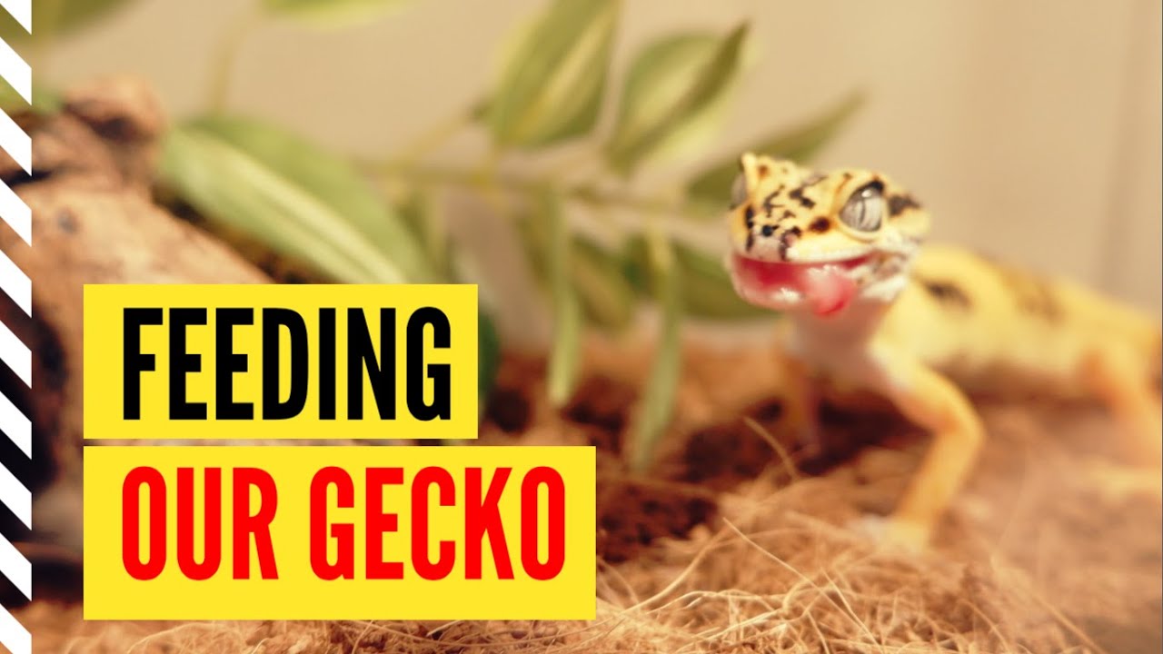 Cara Memberi Makan Leopard Gecko Dengan Gutload Jangkrik Dan Kalsium ...