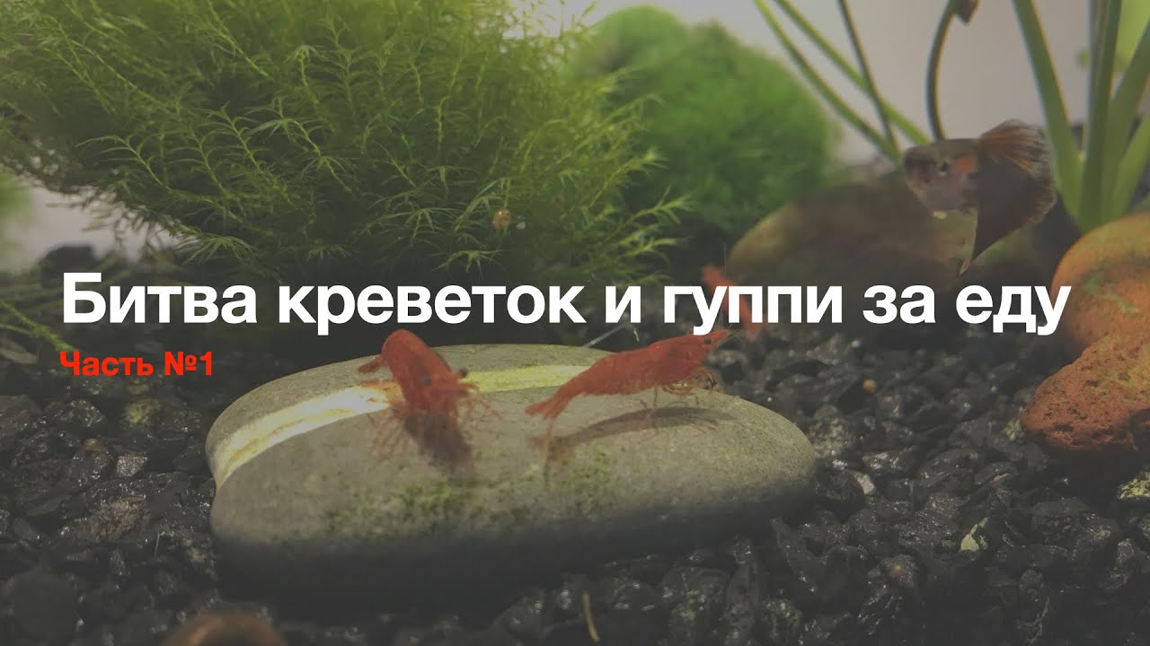 Battle of the shrimp and guppies for food - YouTube
