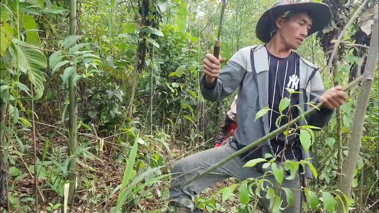 wb niam tais thiab niam laus txiv laus tuaj pab wb khawb qhiav lawm o zoo siab li nawb 21/5/23 ...