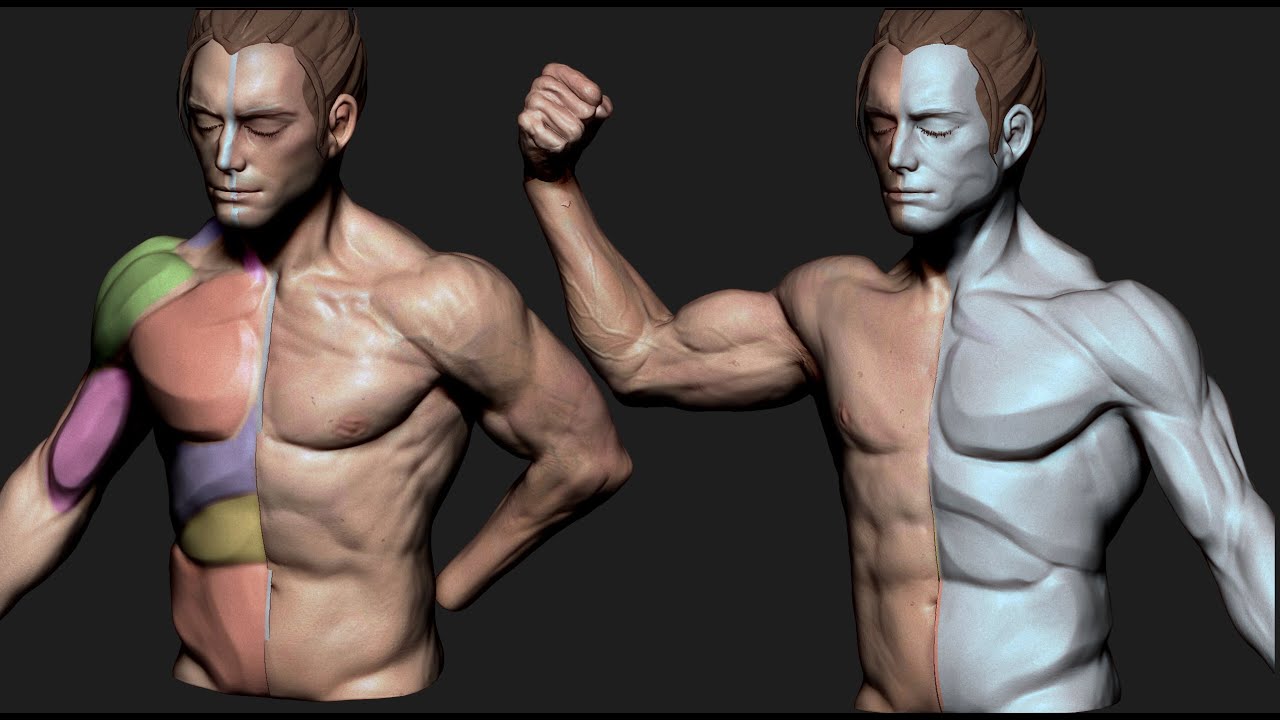Shoulders and arms anatomy in Zbrush - Timelapse - YouTube