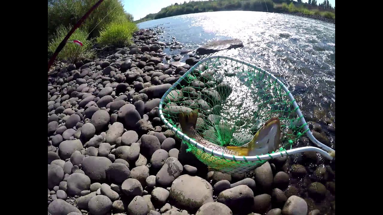 Pesca de Trucha - Trout Fishing - Pescaria de truta Río Biobio - YouTube