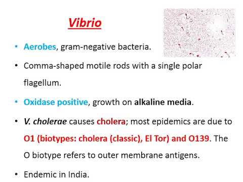 GIT Diarrhea Part 1 | Microbiology of GIT | Prof. Enas Daef - YouTube