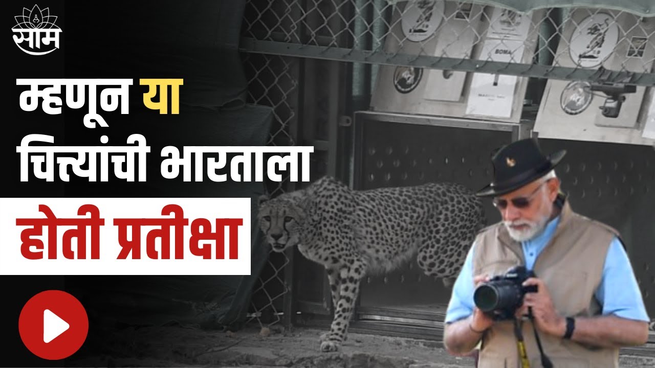 Cheetah Back In India :...तर म्हणून 'या' चित्त्यांची भारताला होती ...