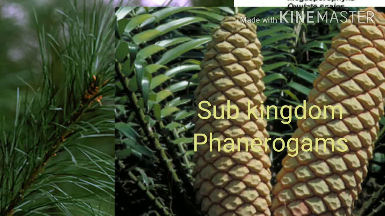 Classification of plants |Phanerogams|Class 9 - YouTube