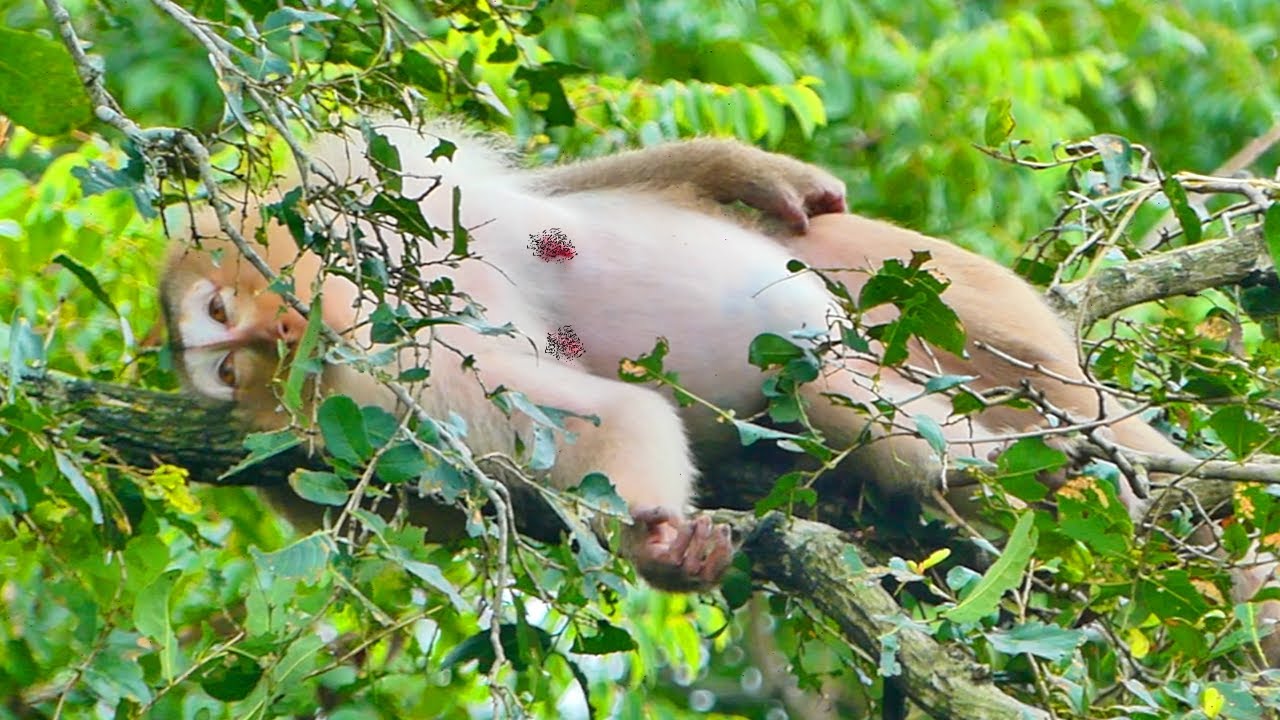 Monkey MOLA has a stomachache and wants to have a baby because she is ...