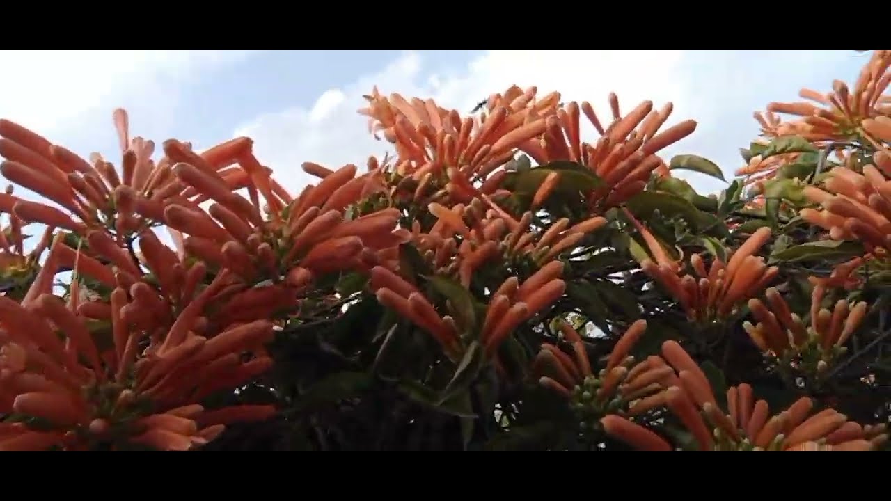 Pyrostegia venusta | Golden Shower vine| imported vines| vines| # ...