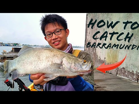 The SECRET To Catch BARRAMUNDI On Kayak | Pulau Ubin Kayak Fishing ...