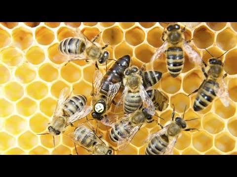 Poor Bee... - YouTube
