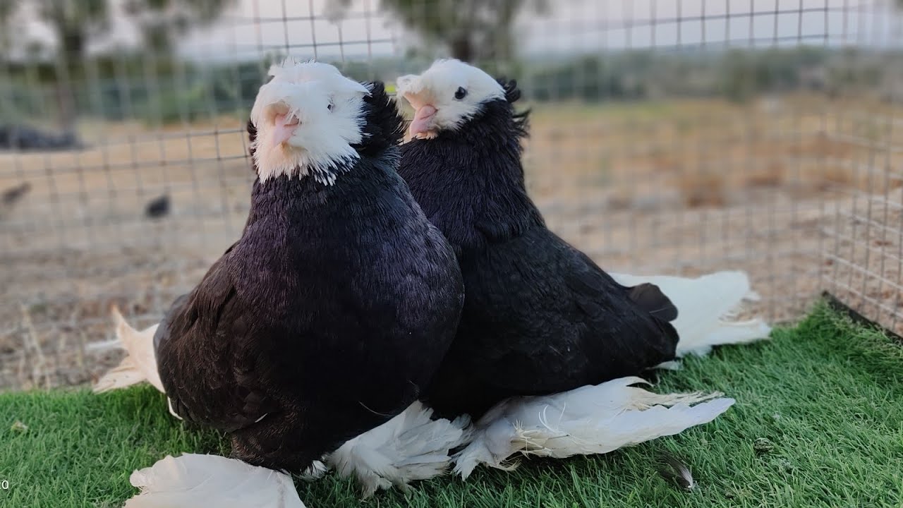 English Trumpeter fancy pigeon - YouTube