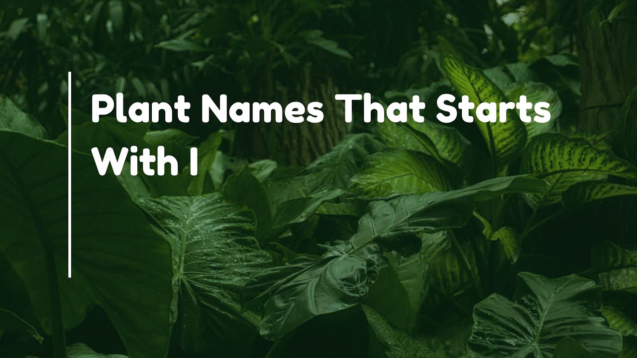 Plant Names That Starts With I - YouTube