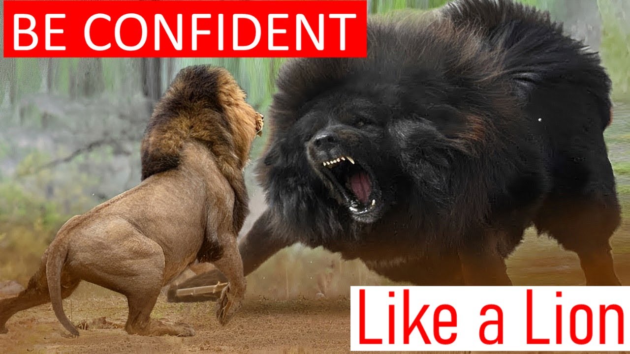 This World is Ruled by Confident People - Be Confident Like a Lion - Dr ...