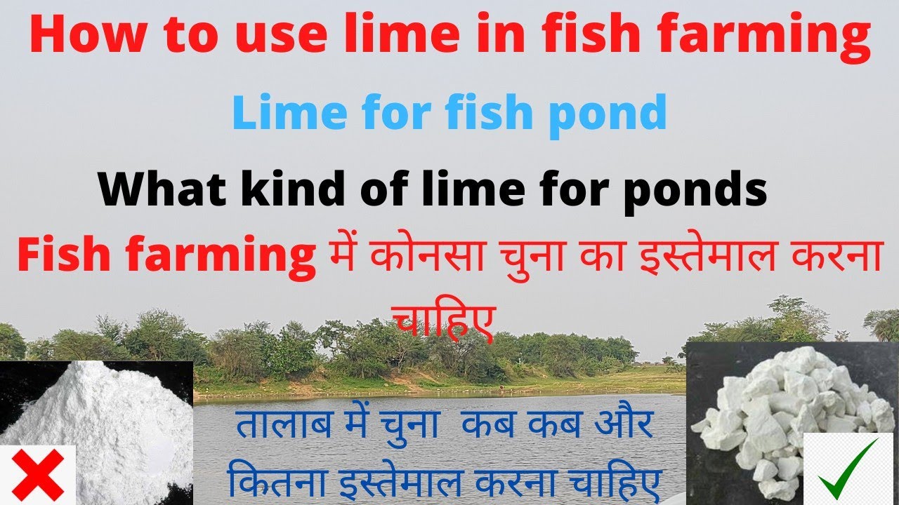 Use of lime in fish pond.मछली तालाब में चूने का प्रयोग - YouTube