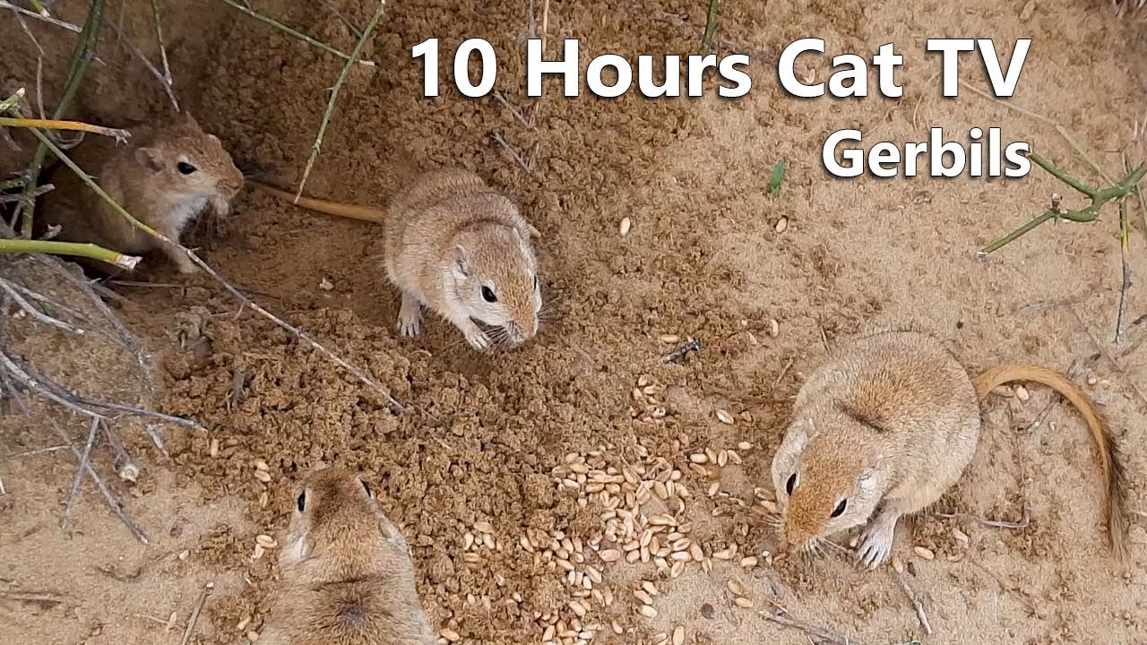 Mouse Hole Digging Videos For Cats to Enjoy - 10 Hours Desert Mouse Fun ...
