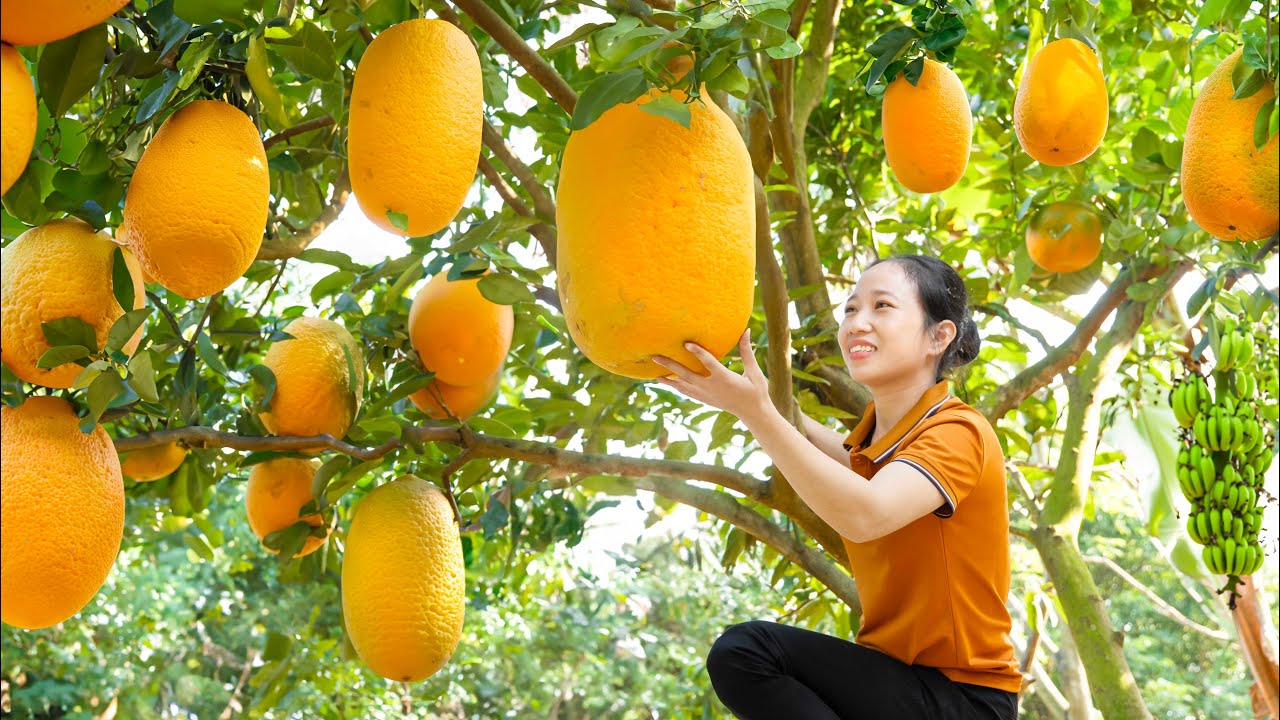 Harvesting Ky Da Grapefruit - The largest grapefruit in the world Goes ...