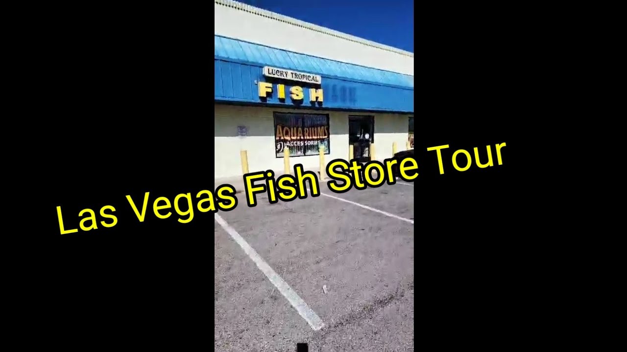 Las Vegas Fish Store Tour - YouTube