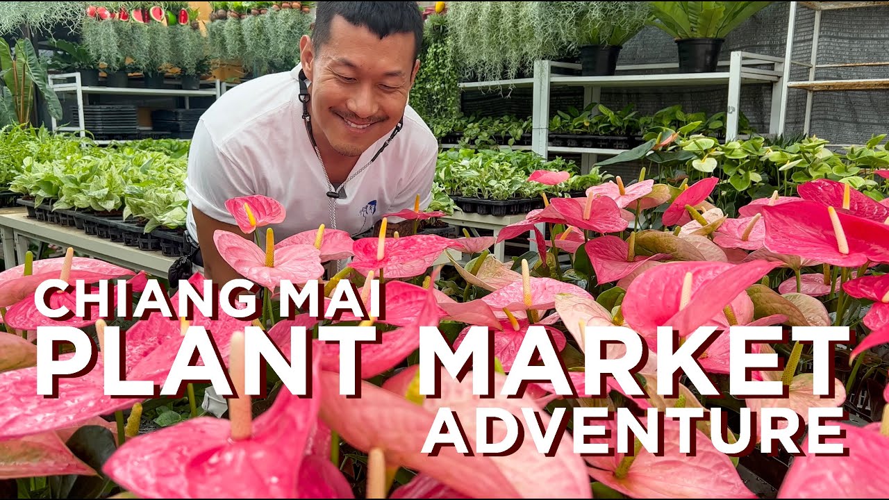 Amazing Common And Uncommon Garden Plants In Kham Thiang Thailand ...