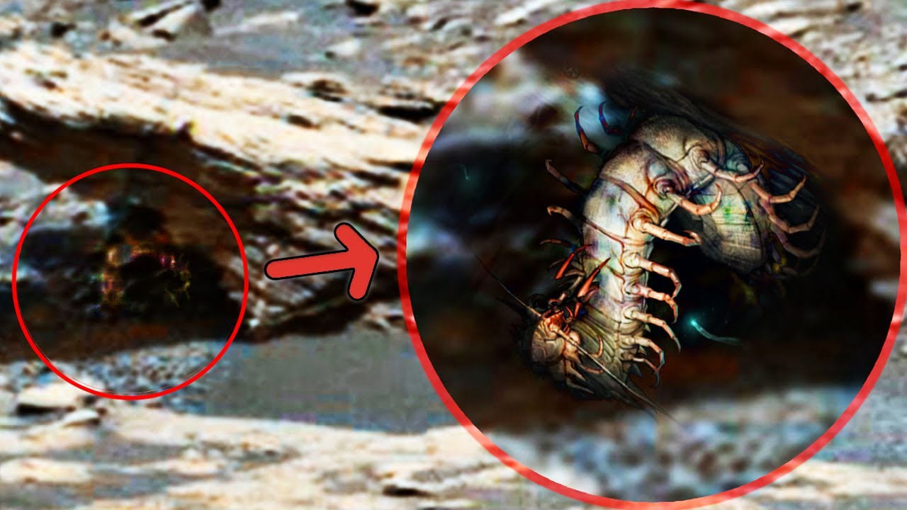 The Martian Monsters. What else lives on this planet? - YouTube