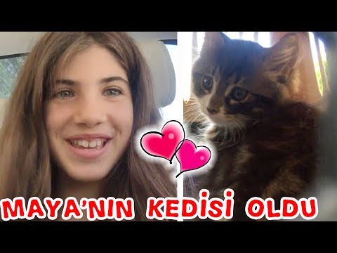Maya Kedi Sahiplendi | Bizim Aile