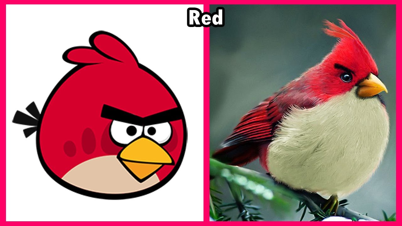 Angry Bird Characters In Real Life 2022 🔔@Palitoon TV - YouTube