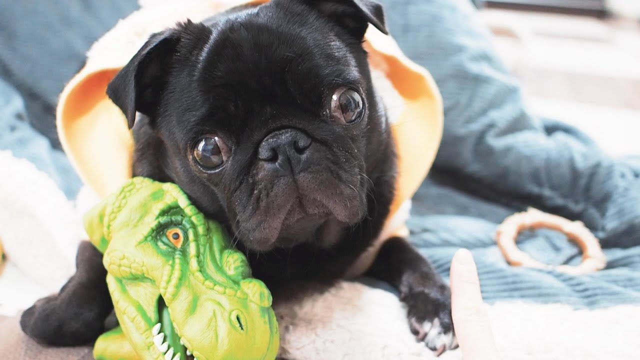 【パグ脳炎】パグ脳炎発症から一年半、現在の愛犬の様子です。A year and a half has passed since the ...