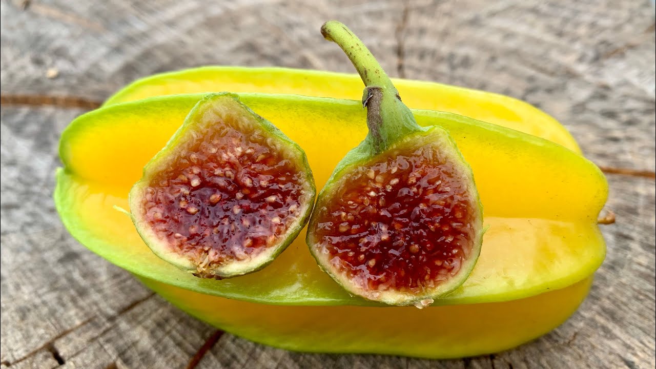 FIGOIN | INCREDIBLE FIG! - YouTube