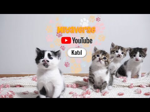 En Sevimli Kedi Videoları ve İçerikleri için Sende 'KATIL'  🐾