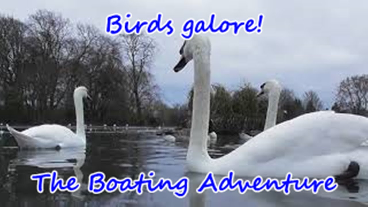 99. Birds Galore! The Boating Adventure - YouTube