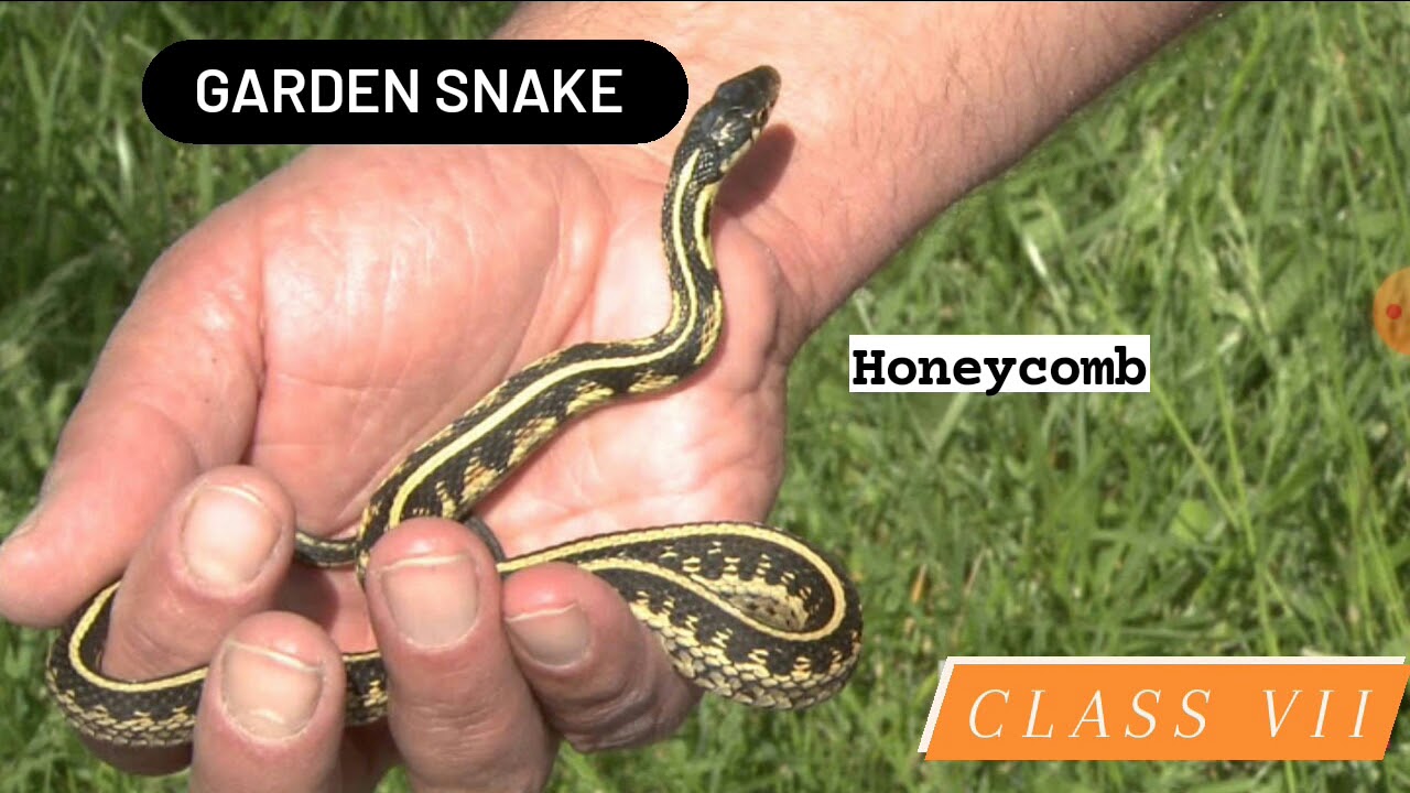 Garden Snake | Honeycomb | class 7 | English - YouTube