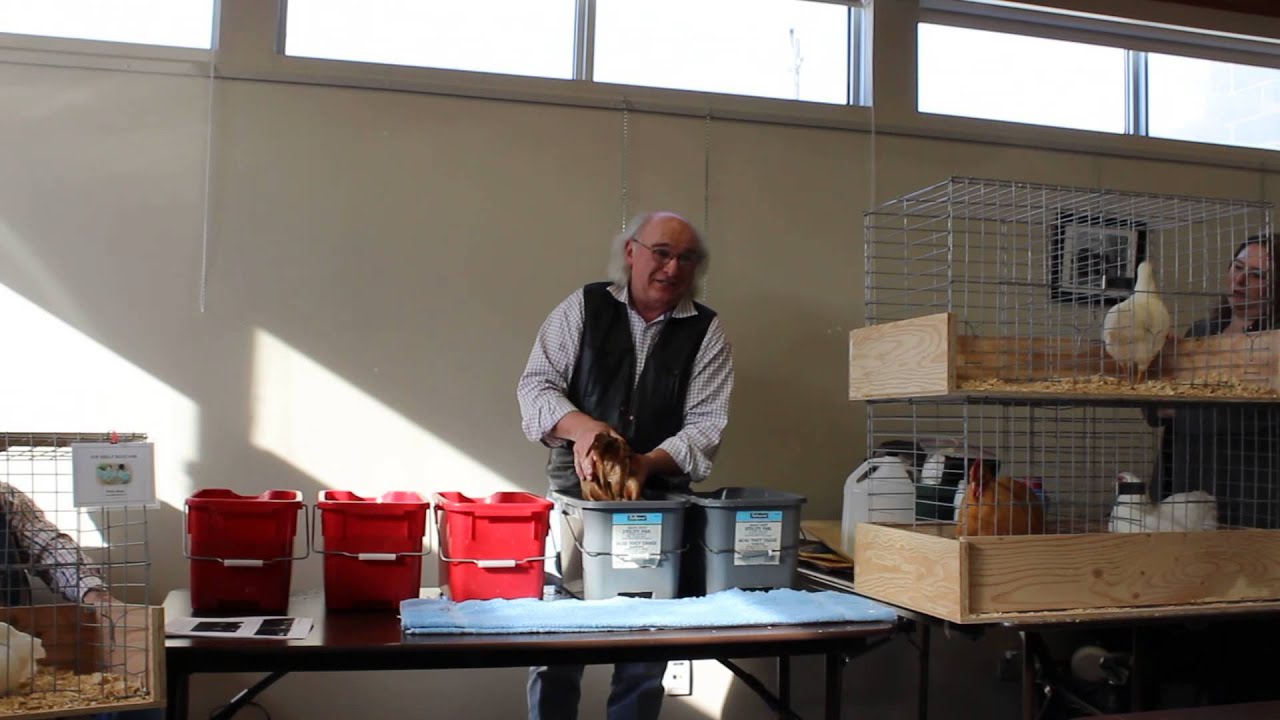 Conditioning poultry for show - YouTube