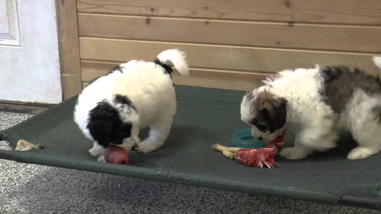Schnockerpoo (Cockapoo x Miniature Schnauzer) Puppies - YouTube