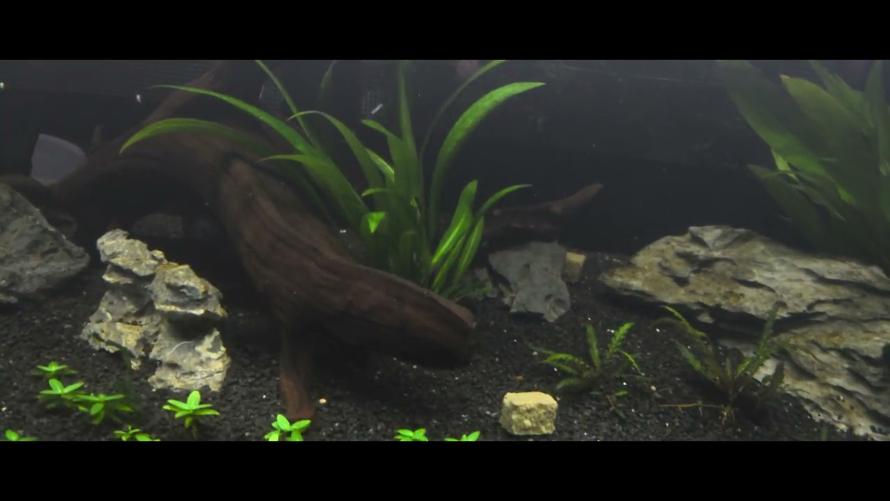 Fluval 407 - Side mount on 75G aquarium showing flow strength - YouTube