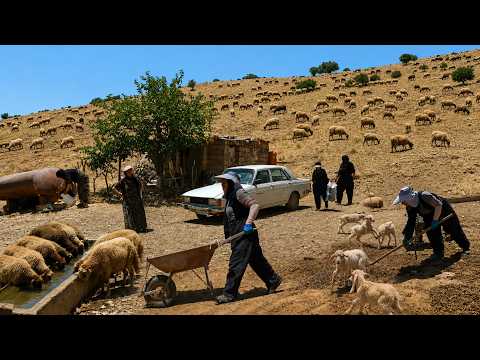 🌱Afaq's Everyday Nomadic Life | 🐑Sheep, Milking & Family Routine