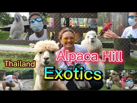 Best Exotic Pets in Alpaca Hill (Ratchaburi, Thailand) - YouTube