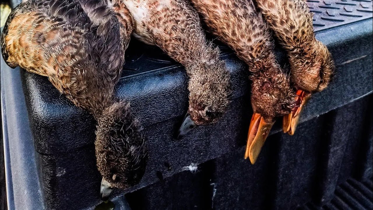Catch, Clean and Cook; Wild Duck! - YouTube